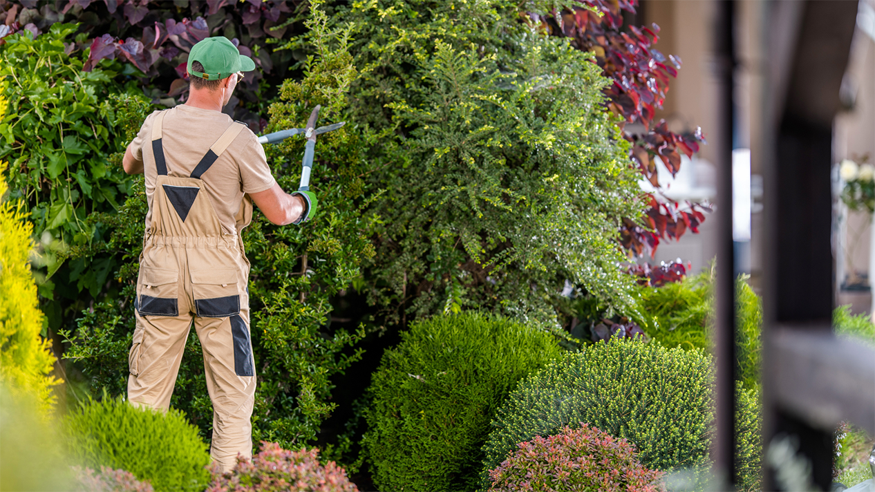 Quais são as principais ferramentas de jardim? Descubra!